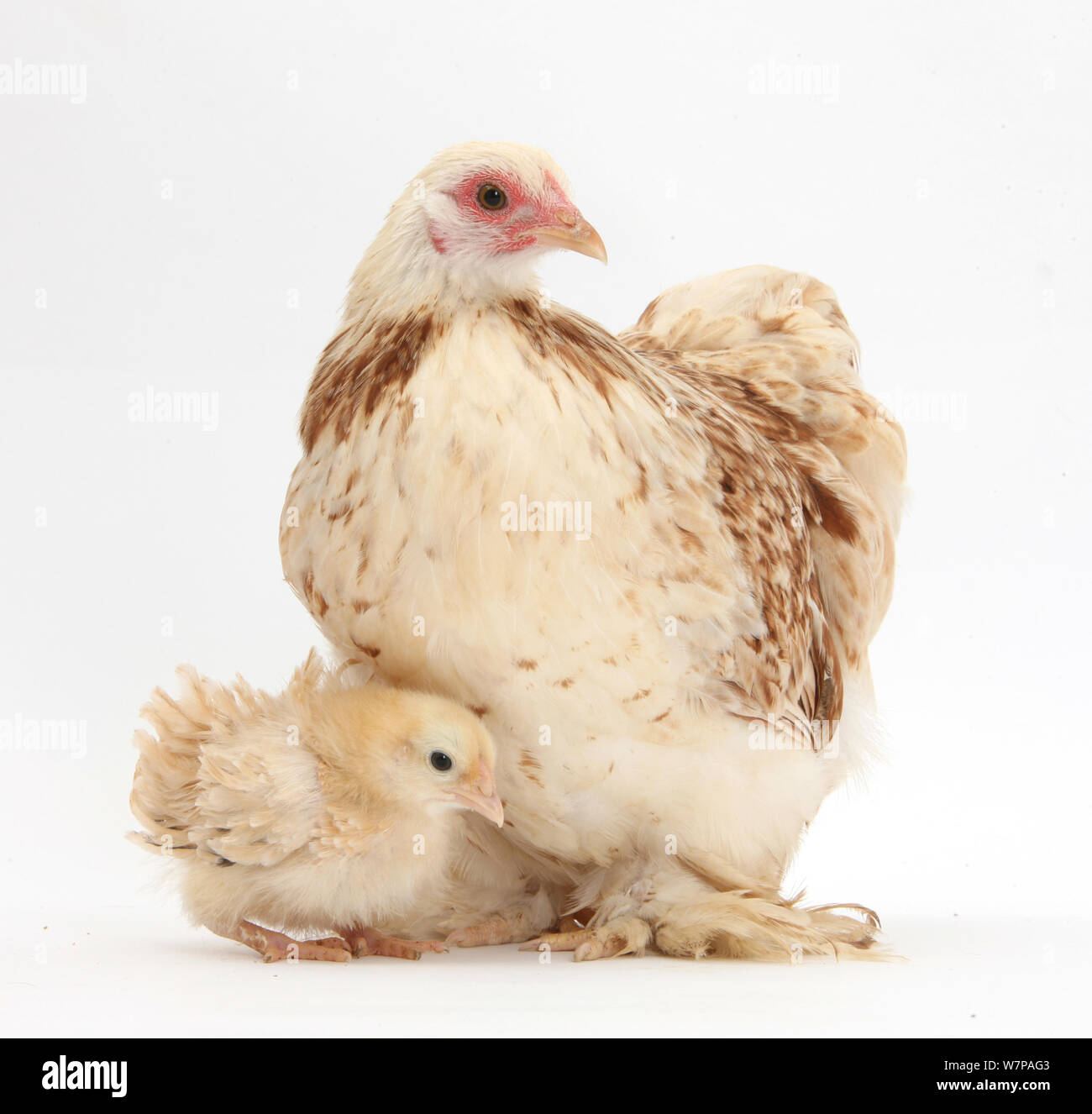 Bantam hen and frizzle feather chicken chick Stock Photo - Alamy