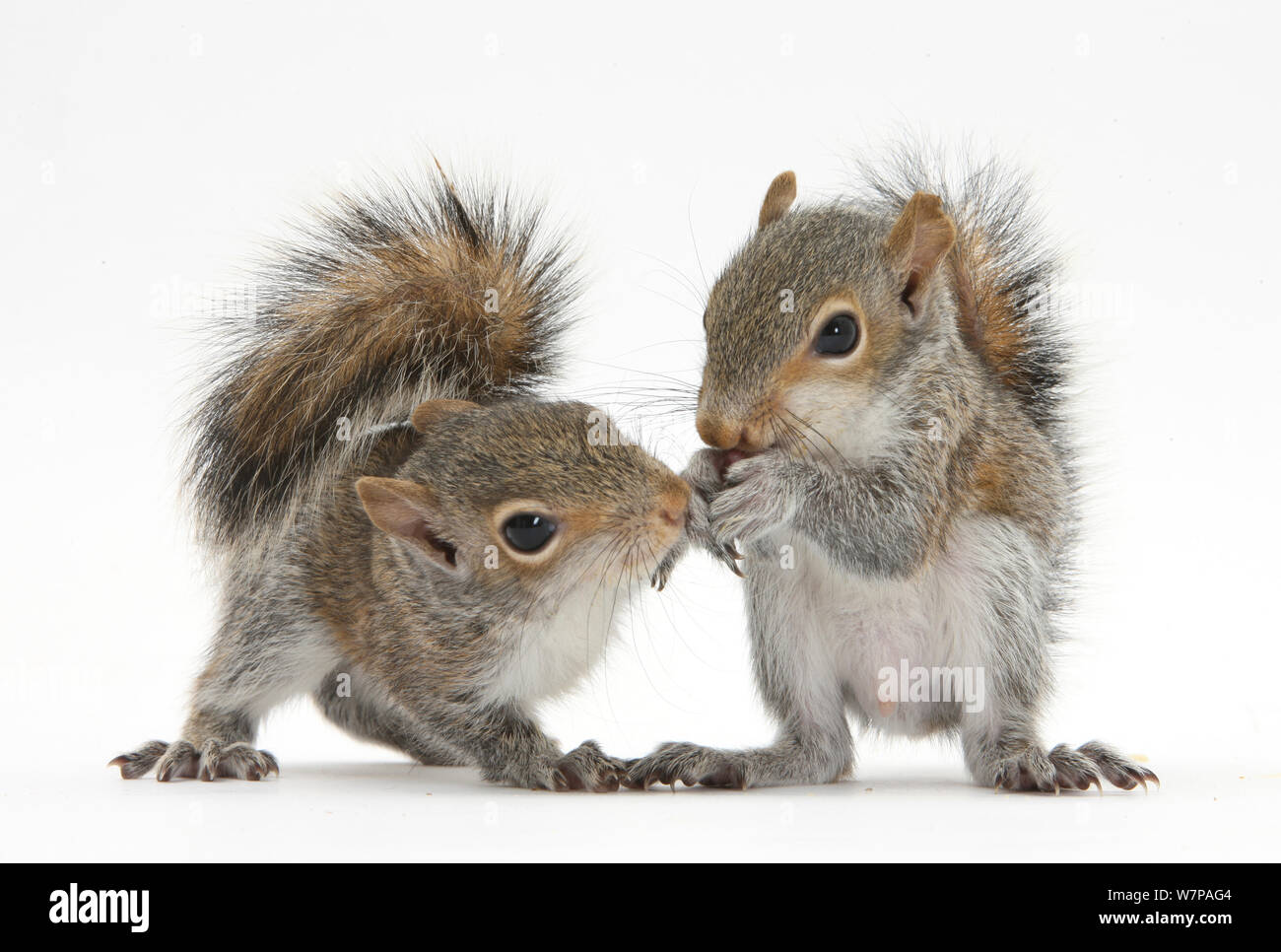 Grey squirrels hi-res stock photography and images - Alamy