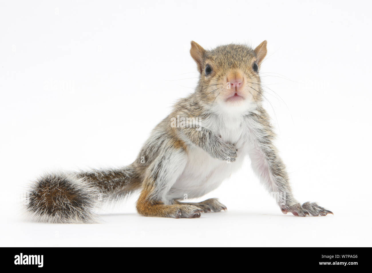 Cute squirrel hand Cut Out Stock Images & Pictures - Alamy