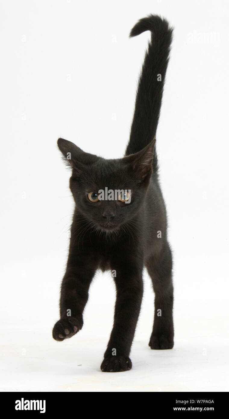 Black white juvenile kitten running hi-res stock photography and images ...