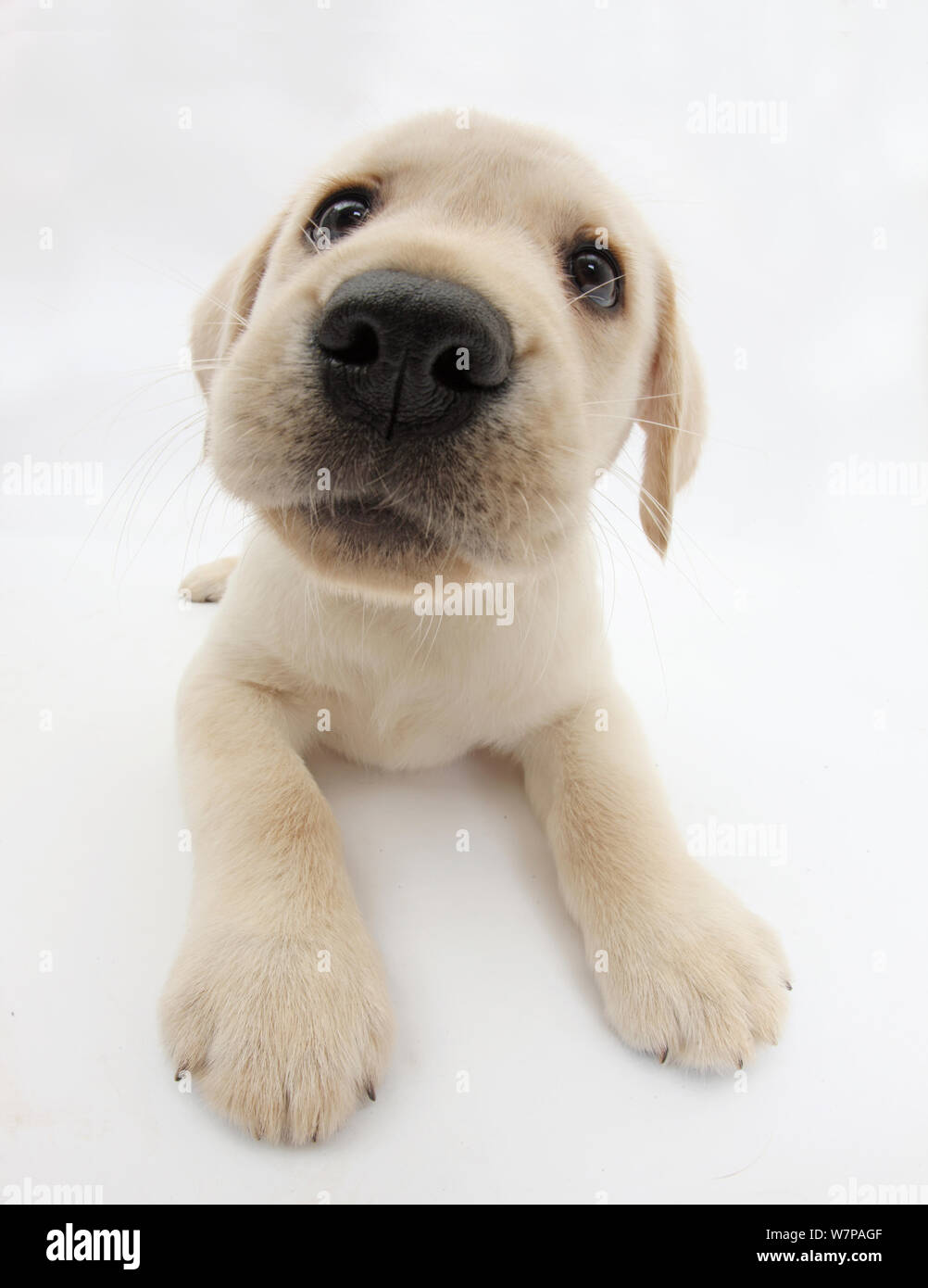Yellow Labrador Retriever puppy, 8 weeks old, lying with head up Stock ...