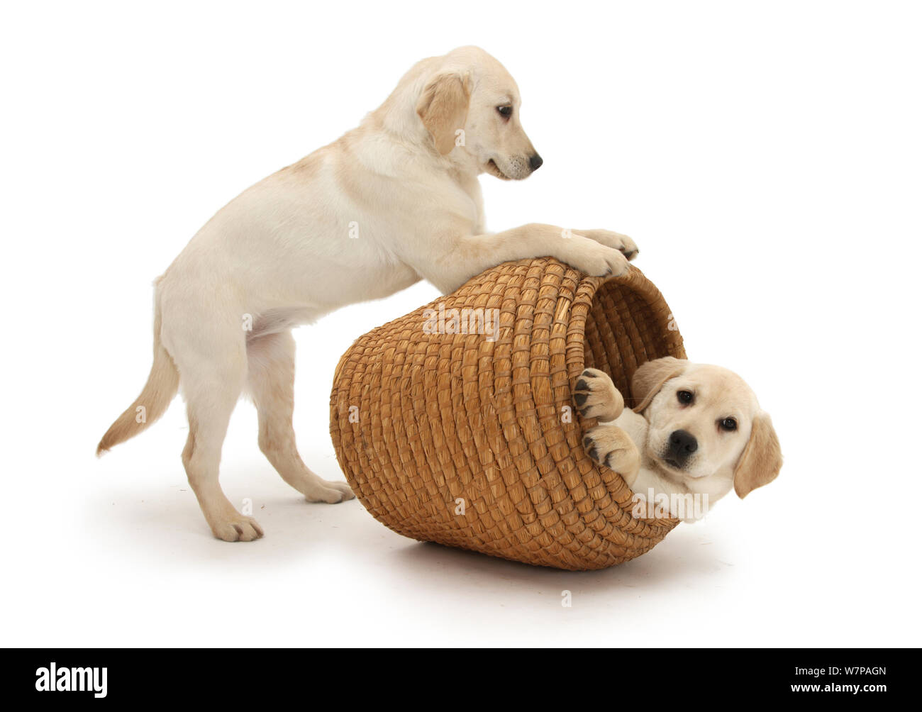 Yellow Labrador Retriever pups, 4 months old, playing in straw laundry ...