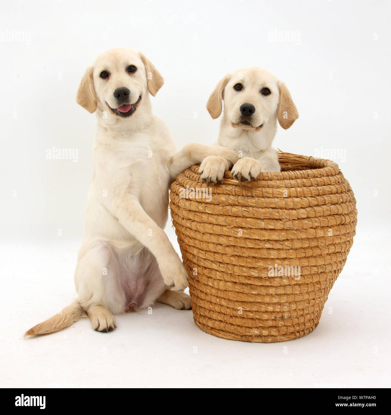 Labrador puppies in basket hi-res stock photography and images - Alamy