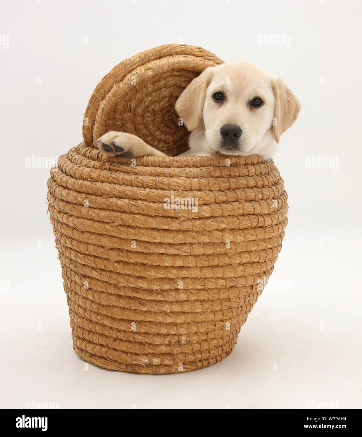 Yellow Labrador Retriever pup, 4 months old, in straw laundry basket ...