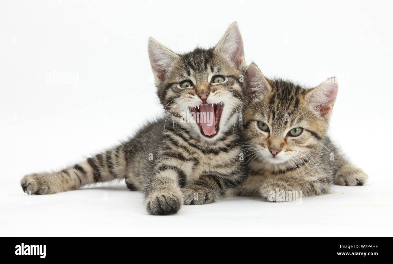 Domestic kittens cute hi-res stock photography and images - Alamy