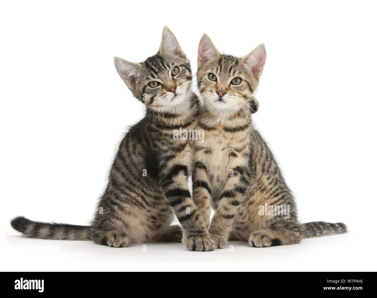 Fosset hi-res stock photography and images - Alamy
