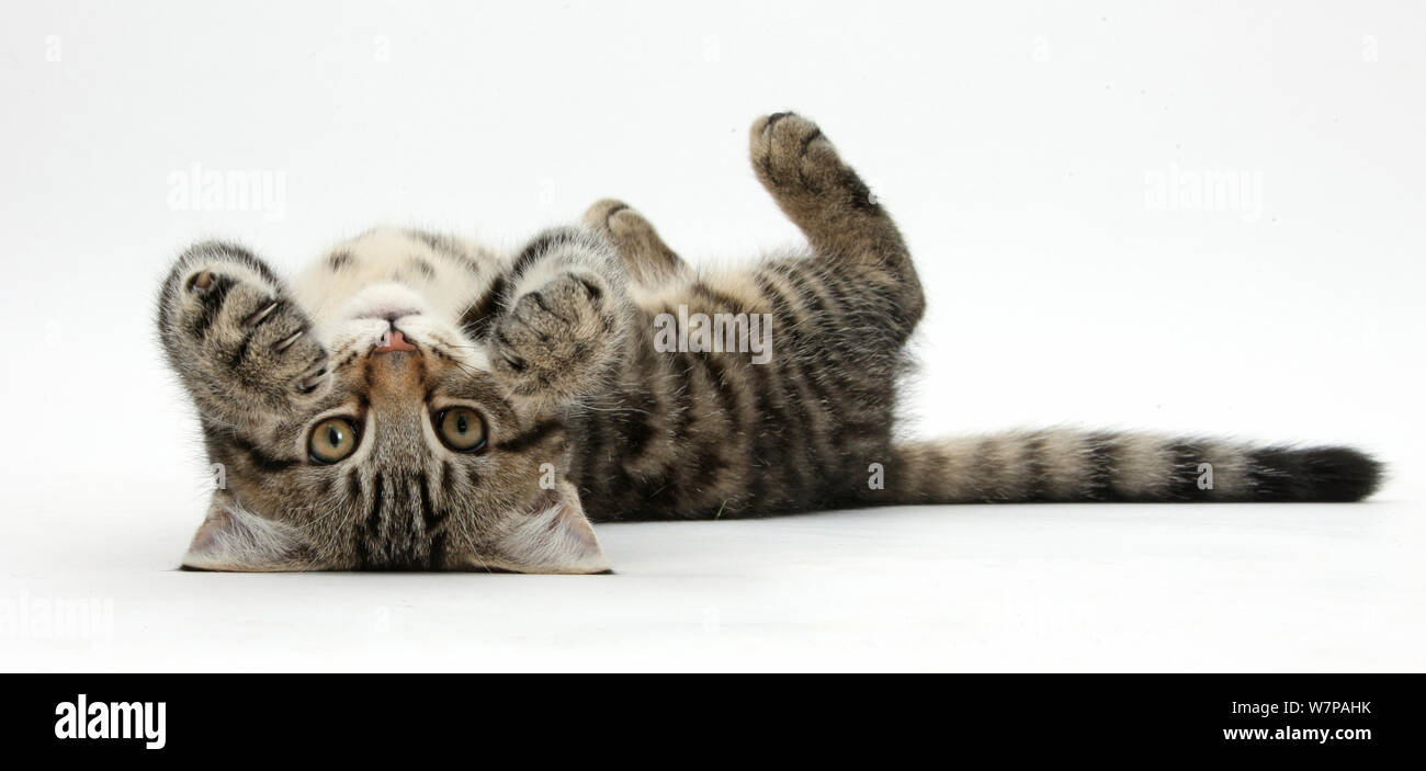 Fosset hi-res stock photography and images - Alamy