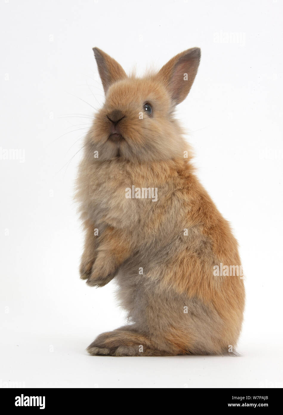 Mixed breeds hi-res stock photography and images - Alamy