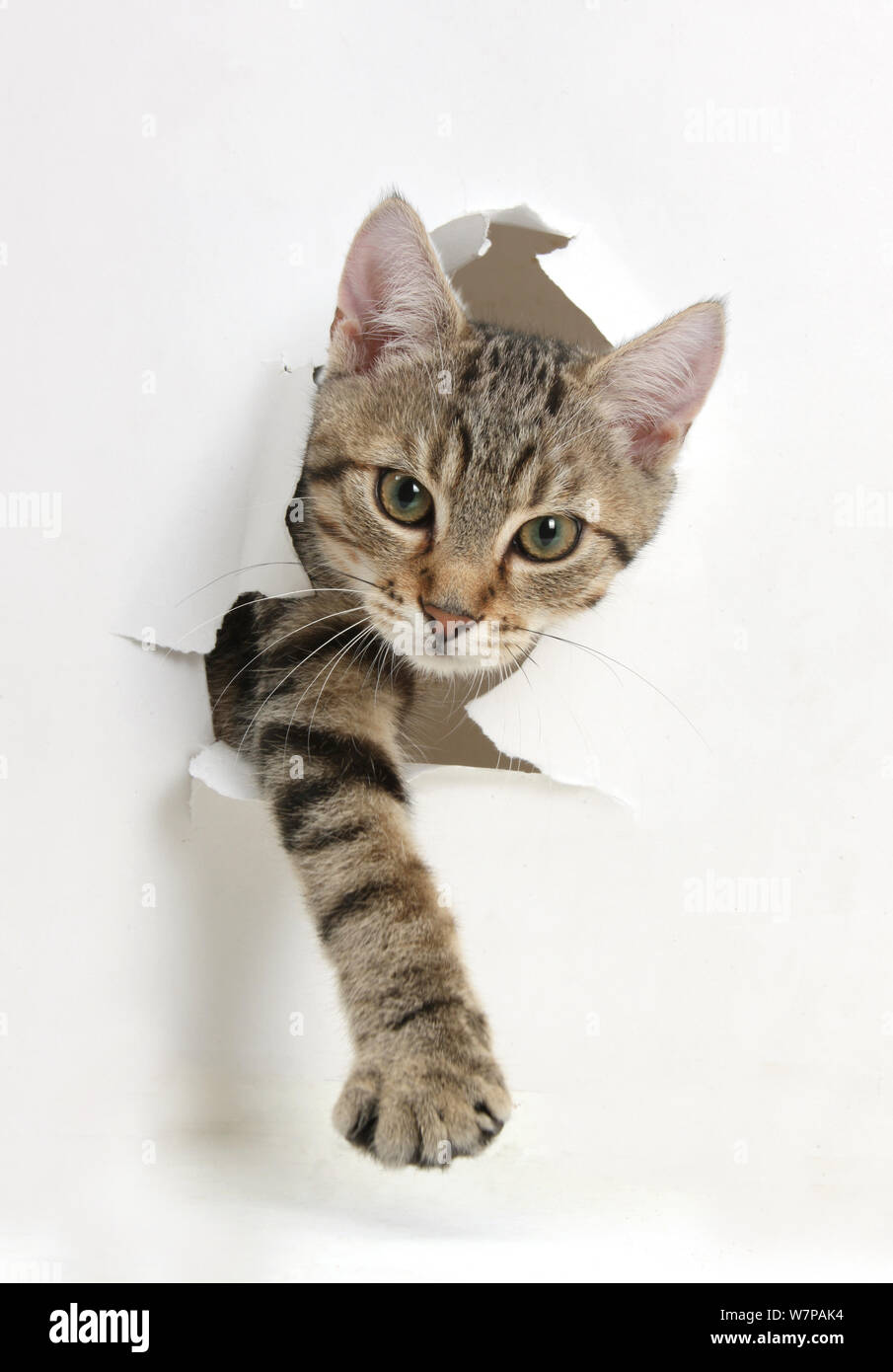 Paper cutout cat hi-res stock photography and images - Alamy