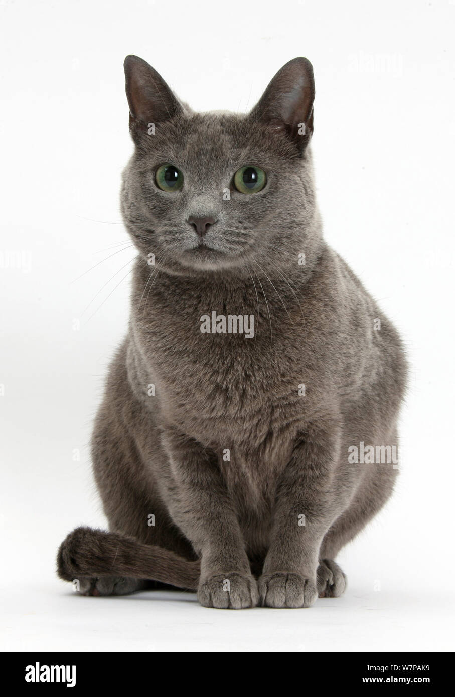 Russian Blue Cat With Green Eyes
