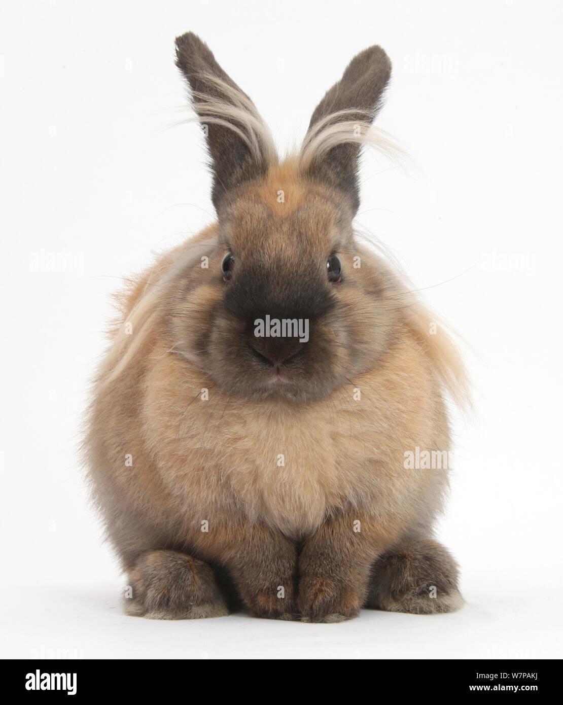 Lionhead cross hi-res stock photography and images - Alamy