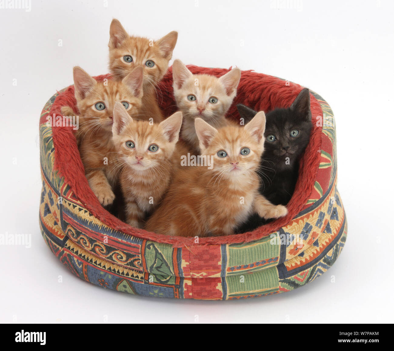Five black cats hi-res stock photography and images - Alamy