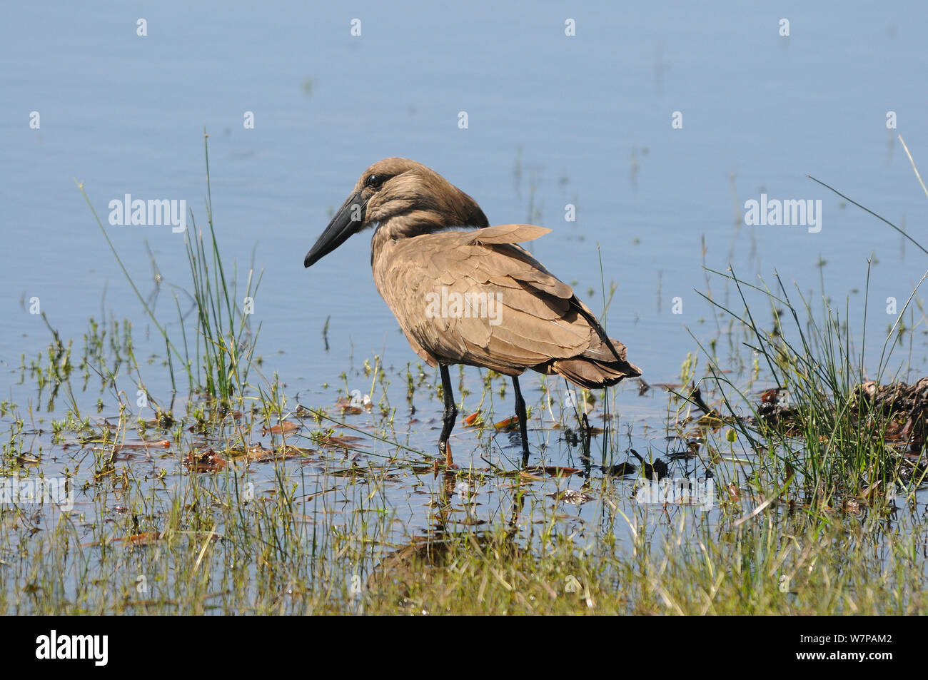 Hammerhead stork (Scopus umbretta) DeHoop Nature reserve, Western Cape ...