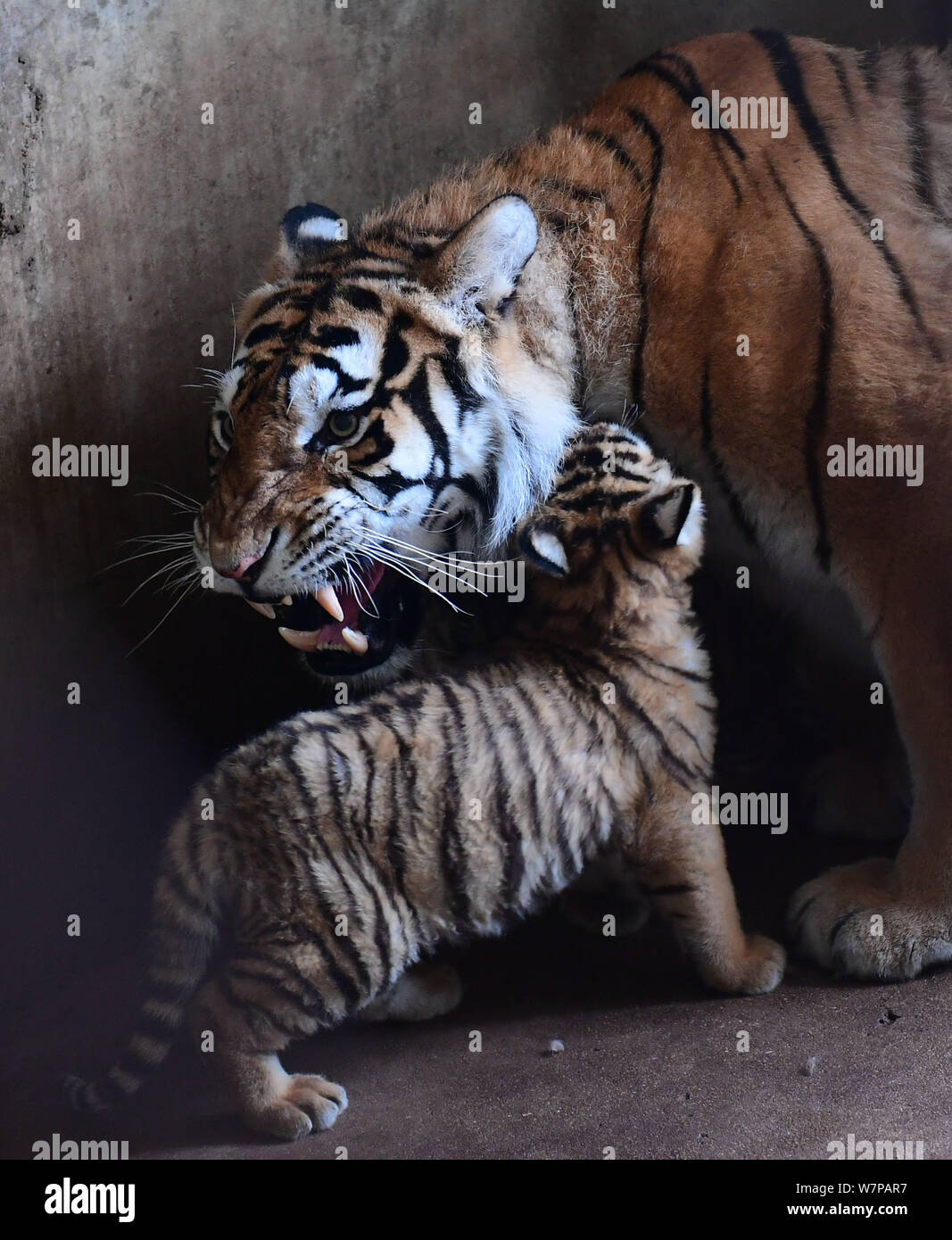 Seven-year-old manchurian tiger mother plays with three tiger cubs at ...