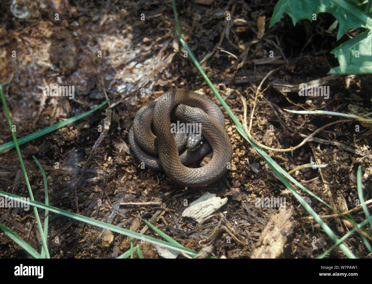 Japanese keelback snake (Amphiesma vibakari) Lazovskiy zapovednik ...