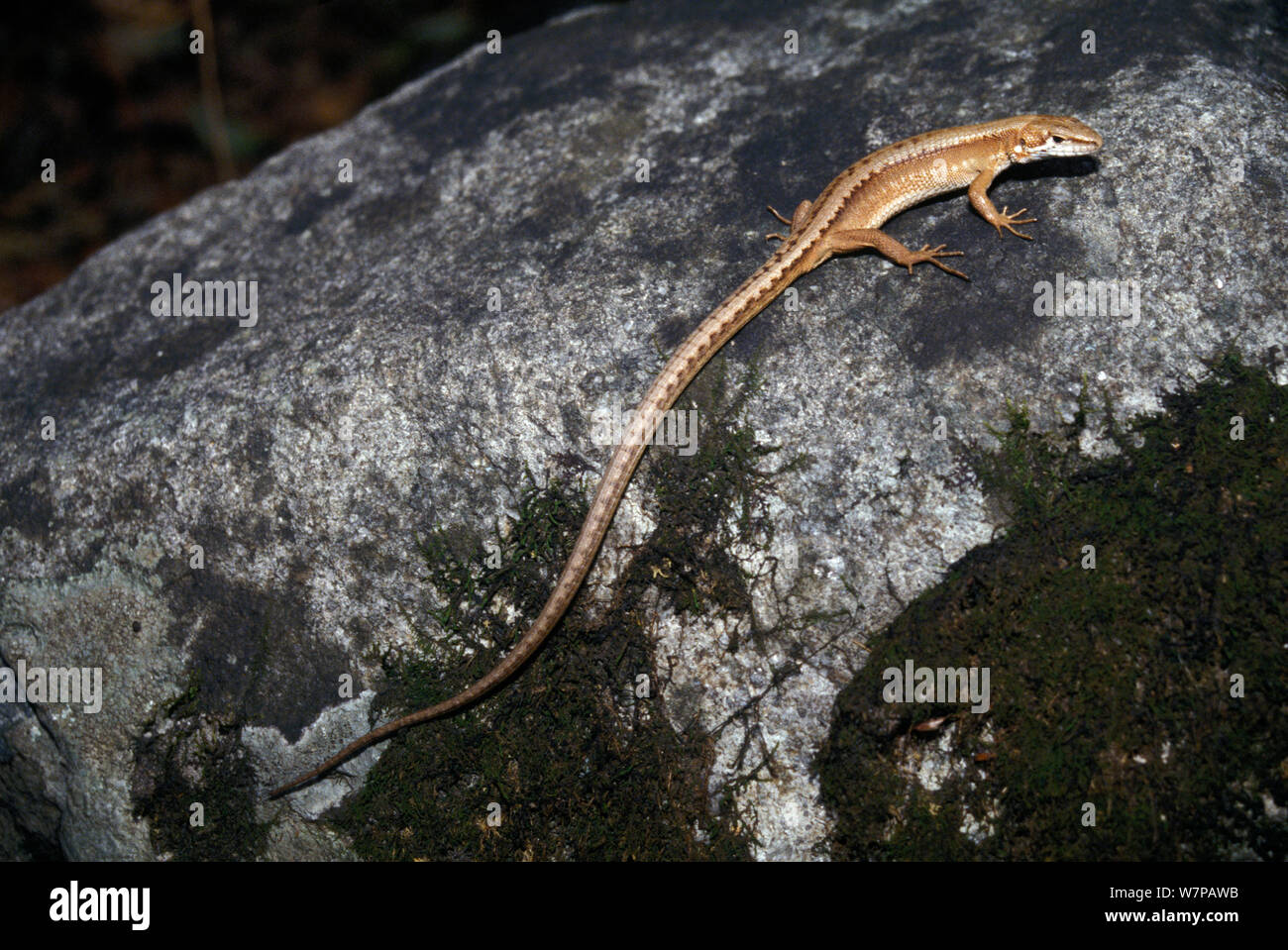Amur Grass Lizard (Takydromus amurensis) Lazovskiy zapovednik Nature ...