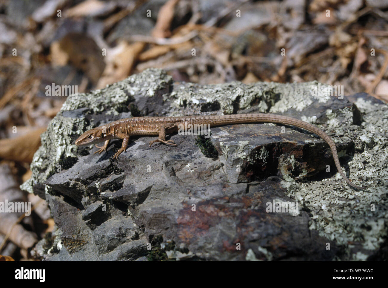 Amur grass lizard hi-res stock photography and images - Alamy