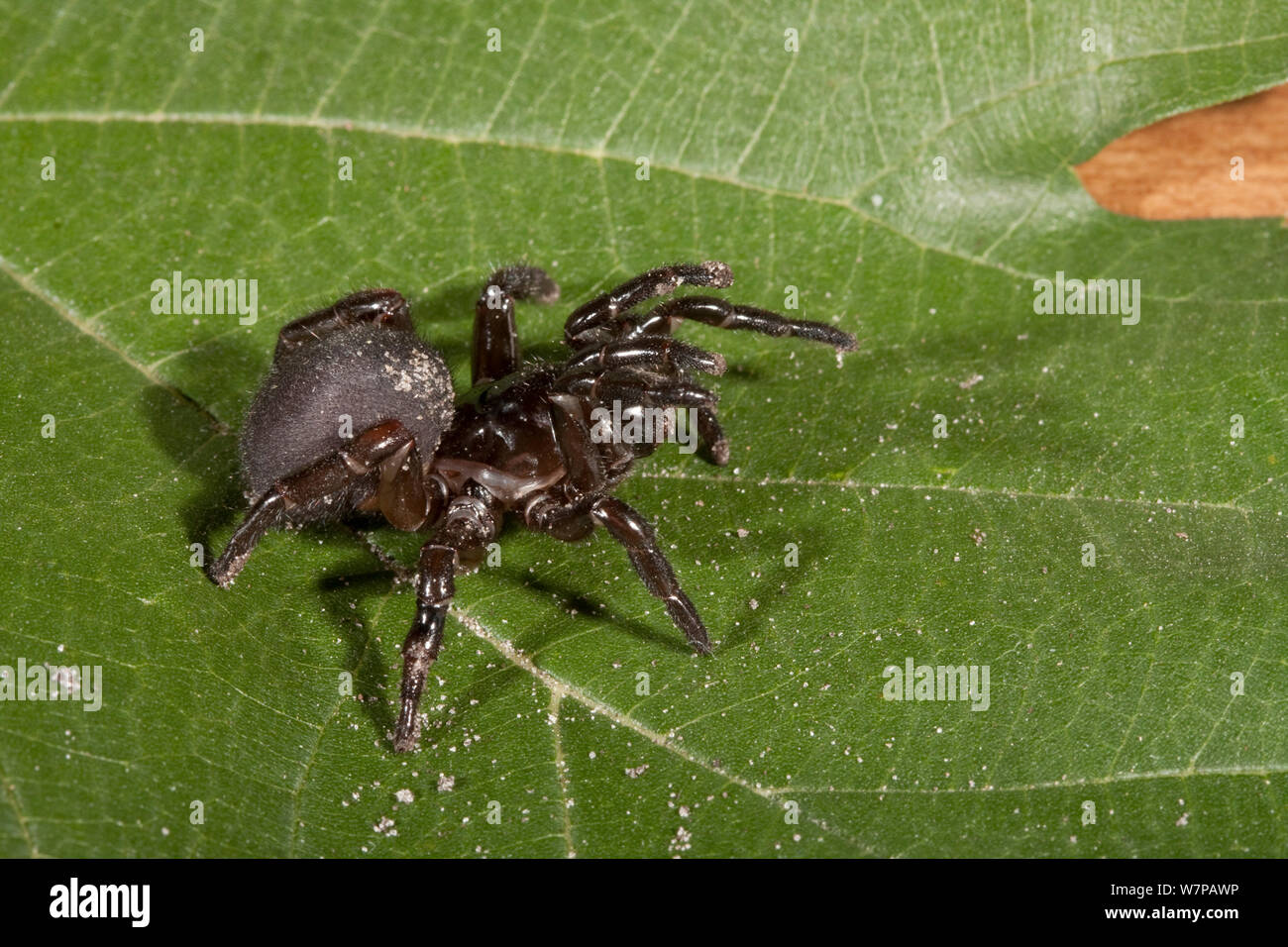 Trapdoor Spider (Ummidia audouini) defensive posture on leaf, captive ...