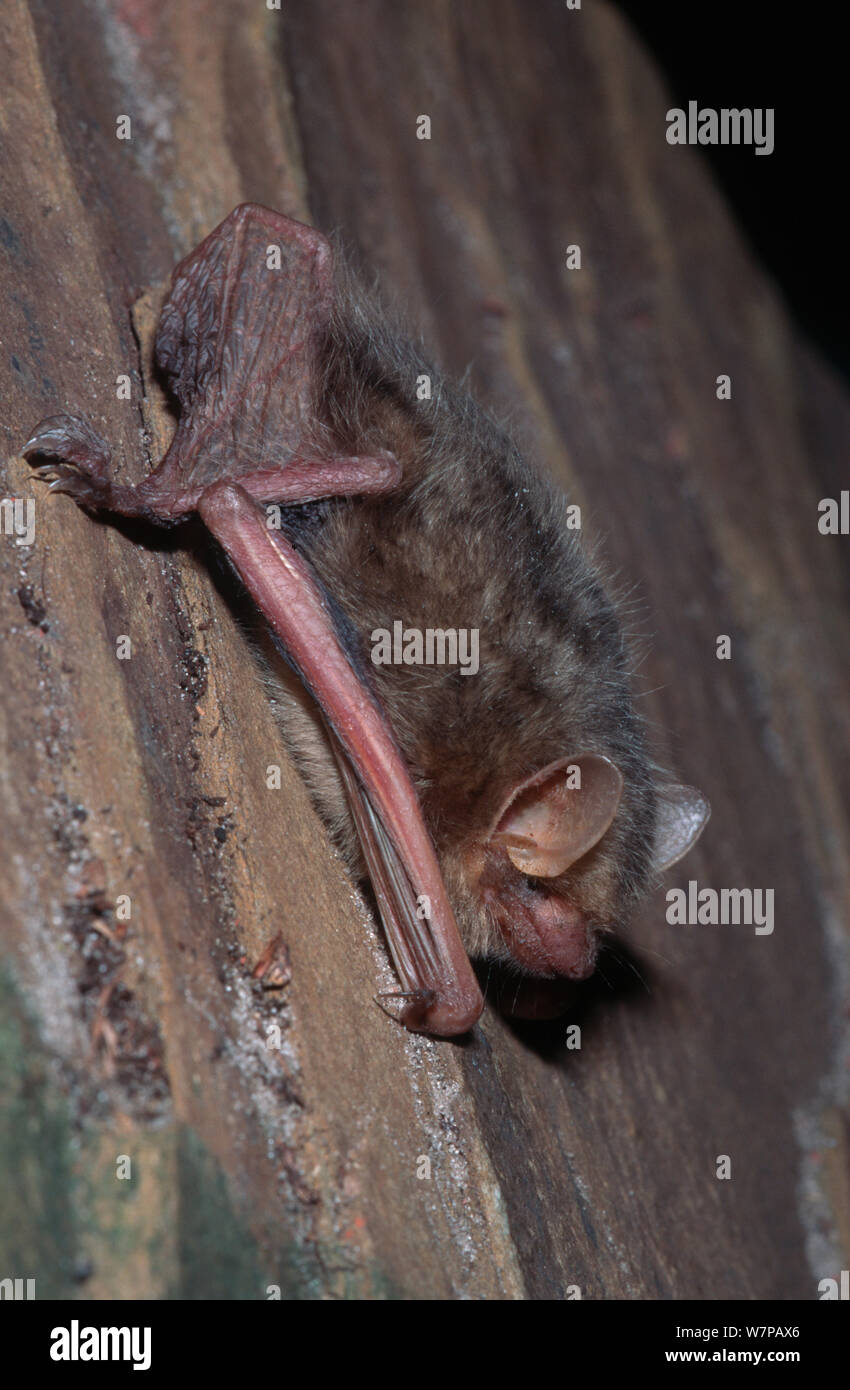 Tri-color Bat (Perimyotis / Pipistrellus subflavus)captive from North ...