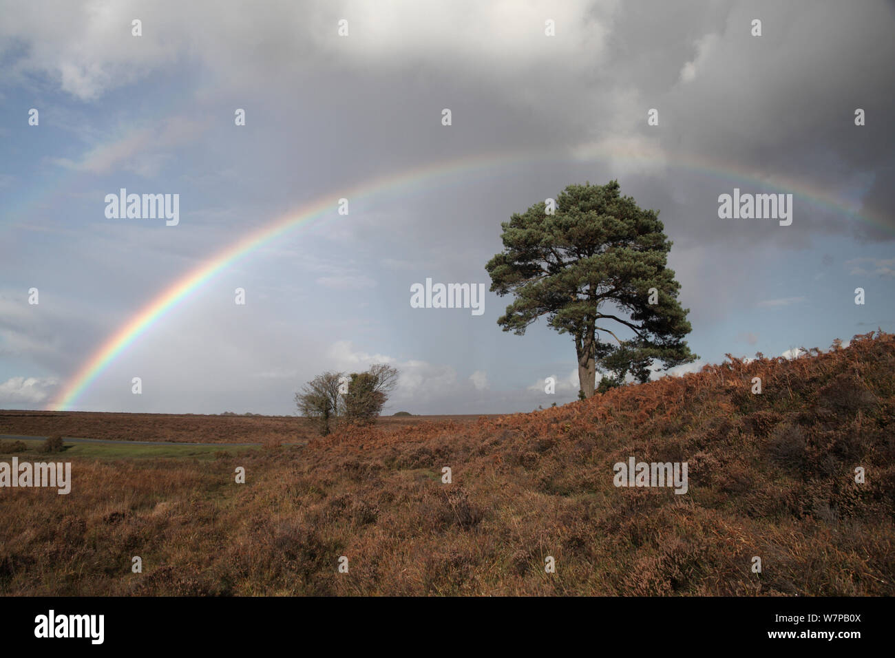 Bracken bottom hi-res stock photography and images - Alamy
