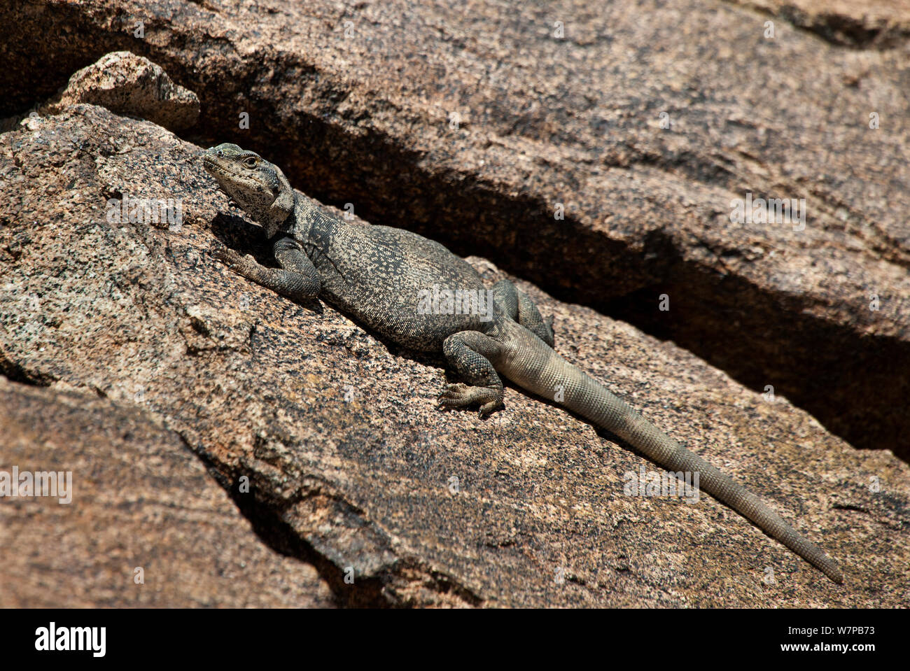 Chuckwalla lizard sauromalus hi-res stock photography and images - Alamy