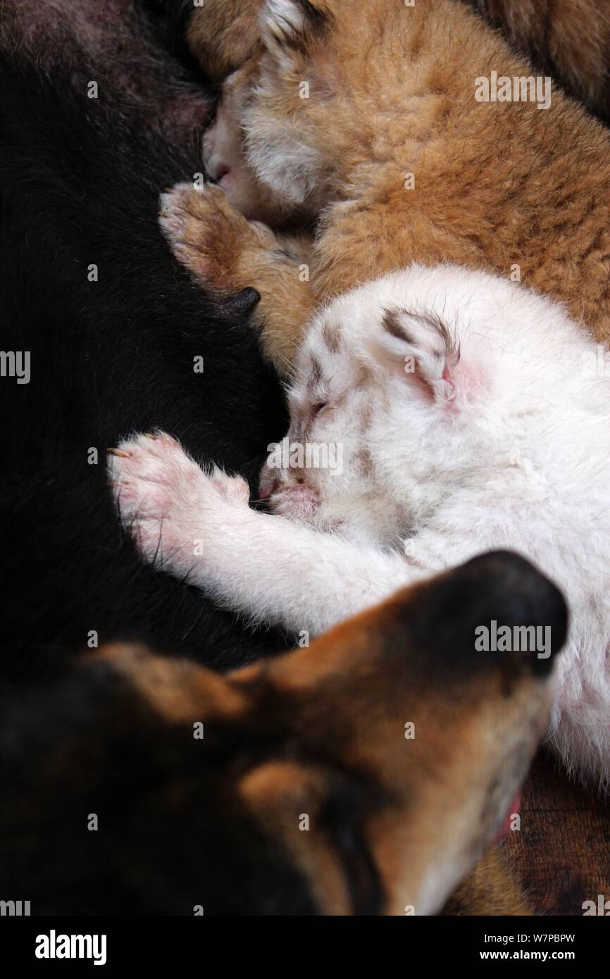 2 tiger cubs hi-res stock photography and images - Alamy
