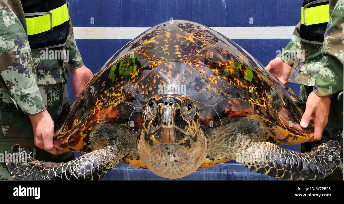Chinese turtle guard hi-res stock photography and images - Alamy