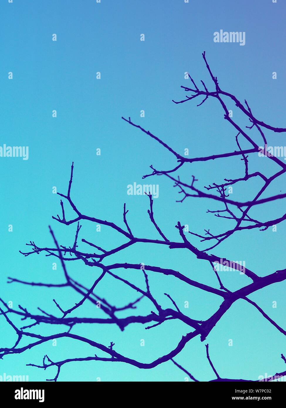 tree branch and the sky Stock Photo - Alamy