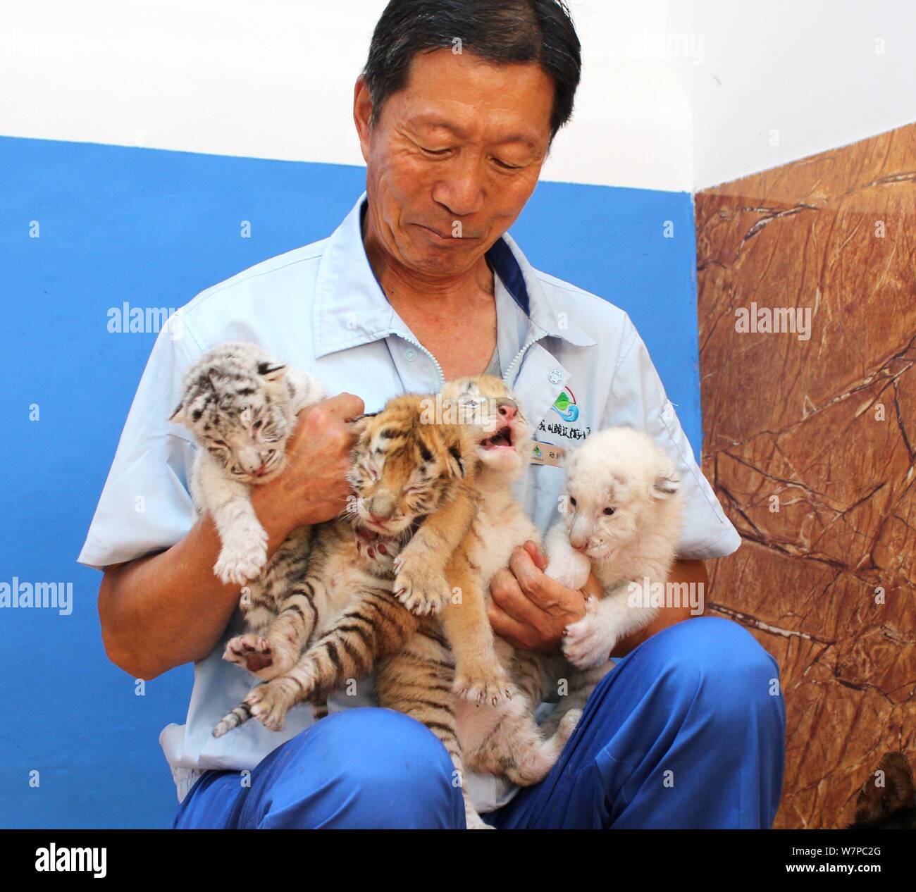 A breeder holds up tiger cubs born by the 5-year-old Bengal tiger at ...