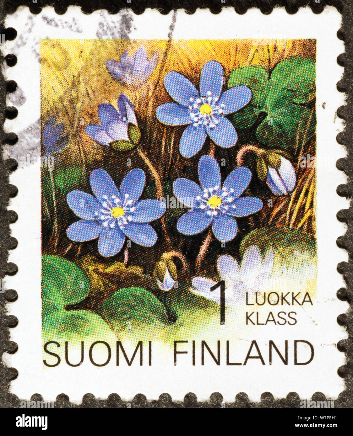 Small blue flowers on finnish postage stamp Stock Photo - Alamy