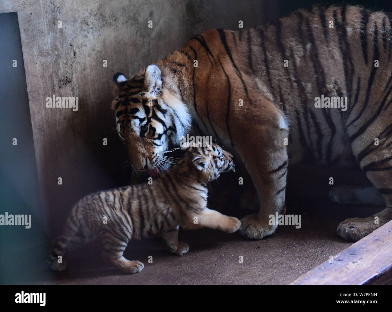 Tiger mother china hi-res stock photography and images - Alamy