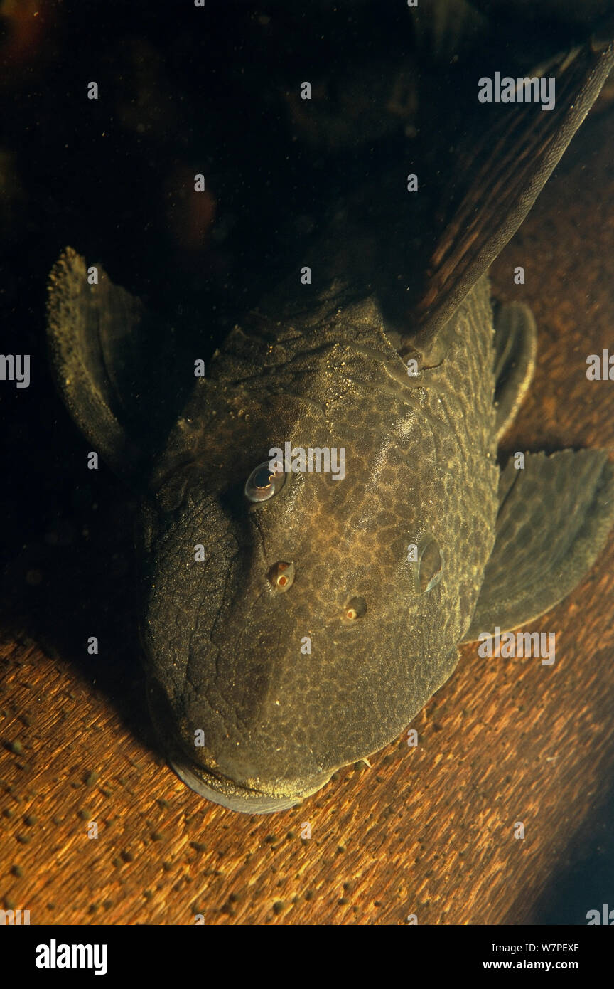 Wood eating catfish (Panaque sp) Southern Amazon basin, Brazil Stock ...