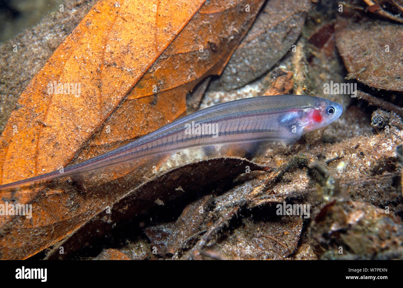 African Knife Fish