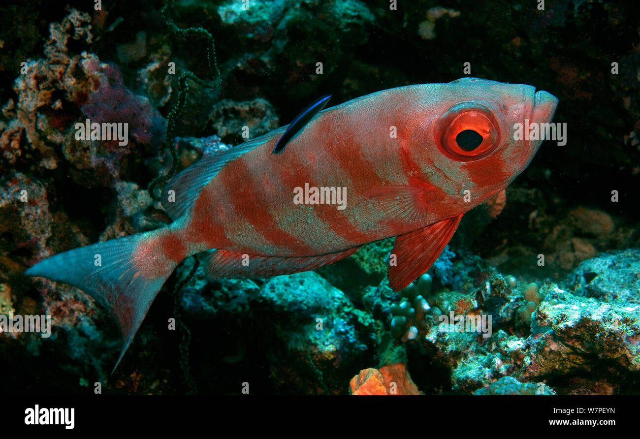 Redmouth grouper (Aethaloperca rogaa) with cleaner wrasse, Red Sea ...