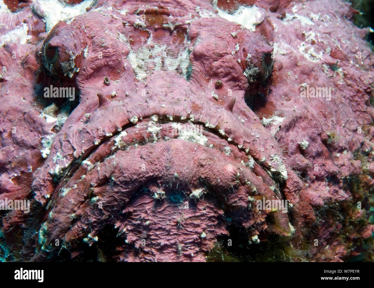 Stonefish (Synanceia verrucosa) close up portrait, Red Sea Stock Photo ...