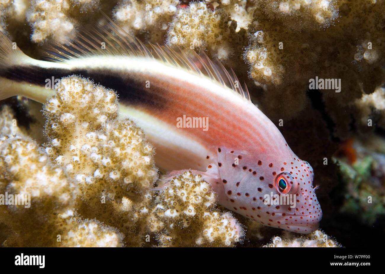 Blackside Hawkfish (Paracirrhites forsteri) amongst corals, Red Sea ...