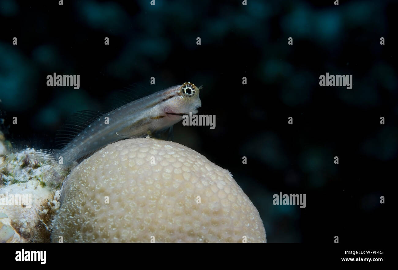 Red Sea combtooth blenny (Ecsenius dentex) Red Sea Stock Photo - Alamy
