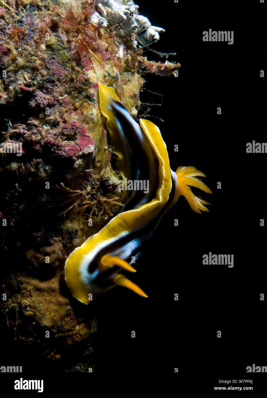 Chromodoris quadricolor hi-res stock photography and images - Alamy