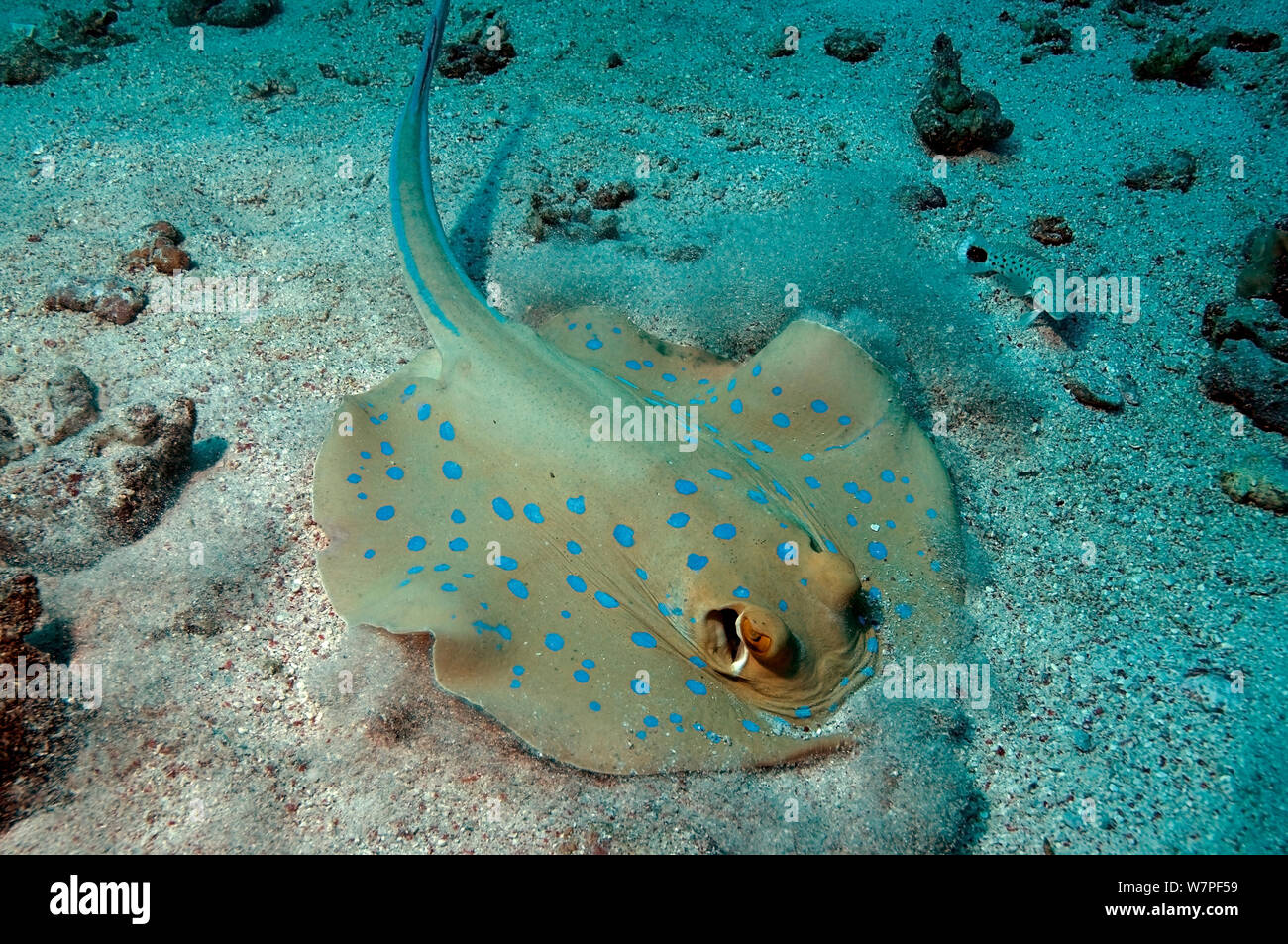 Bluespotted stingray taeniura lymma hi-res stock photography and images ...