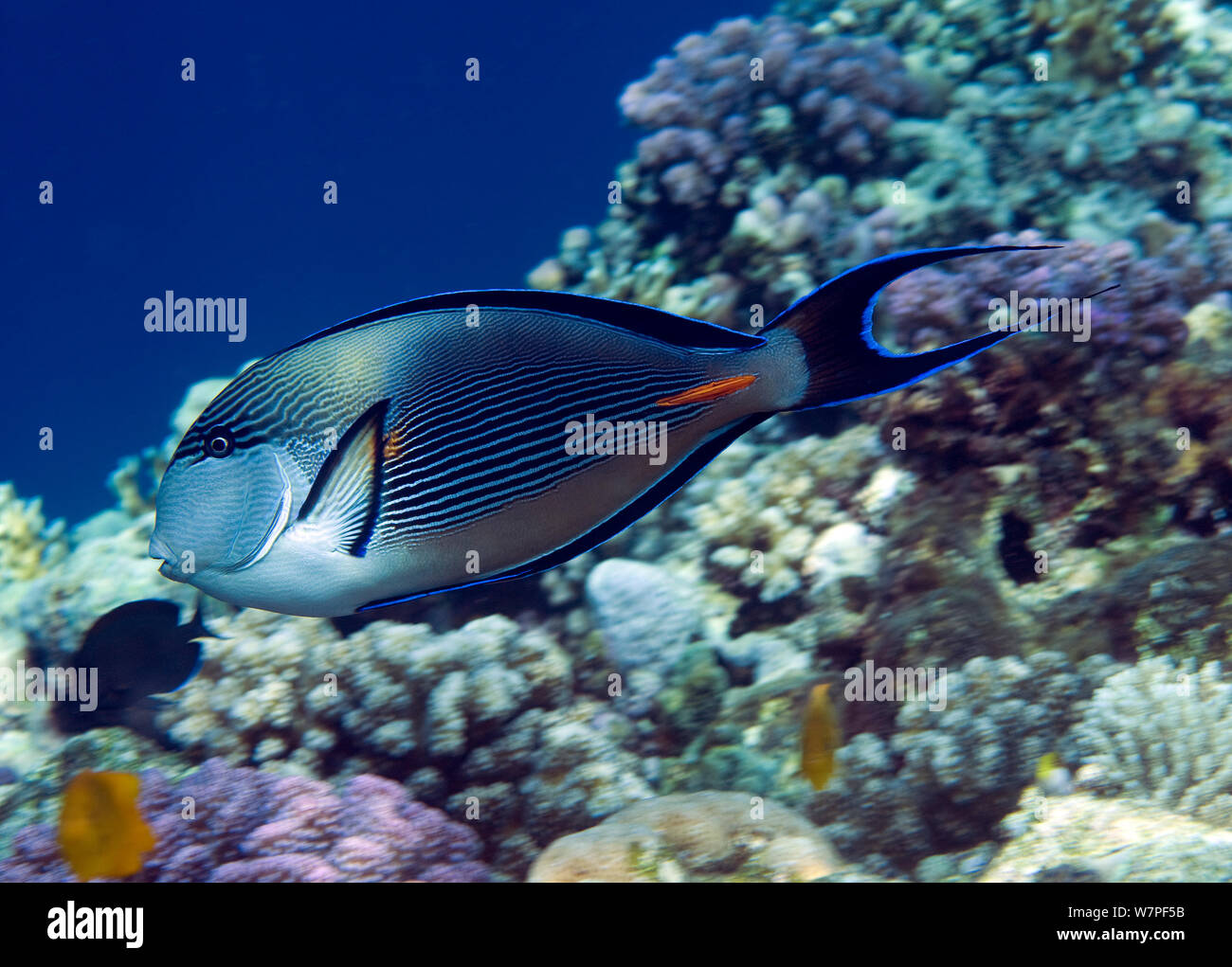 Arabian Surgeonfish (Acanthurus sohal) Red Sea Stock Photo - Alamy