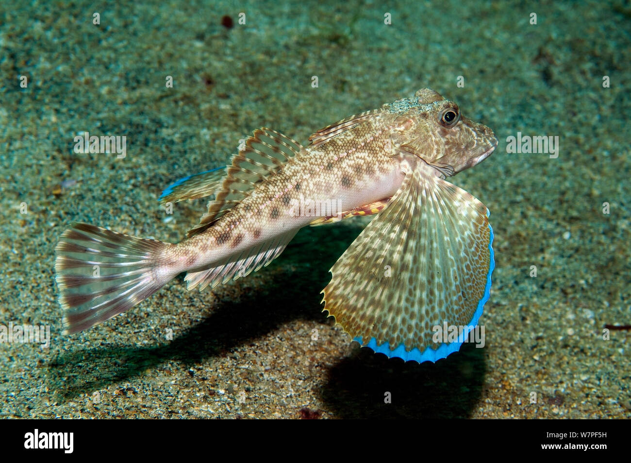 Sea Robin Florida