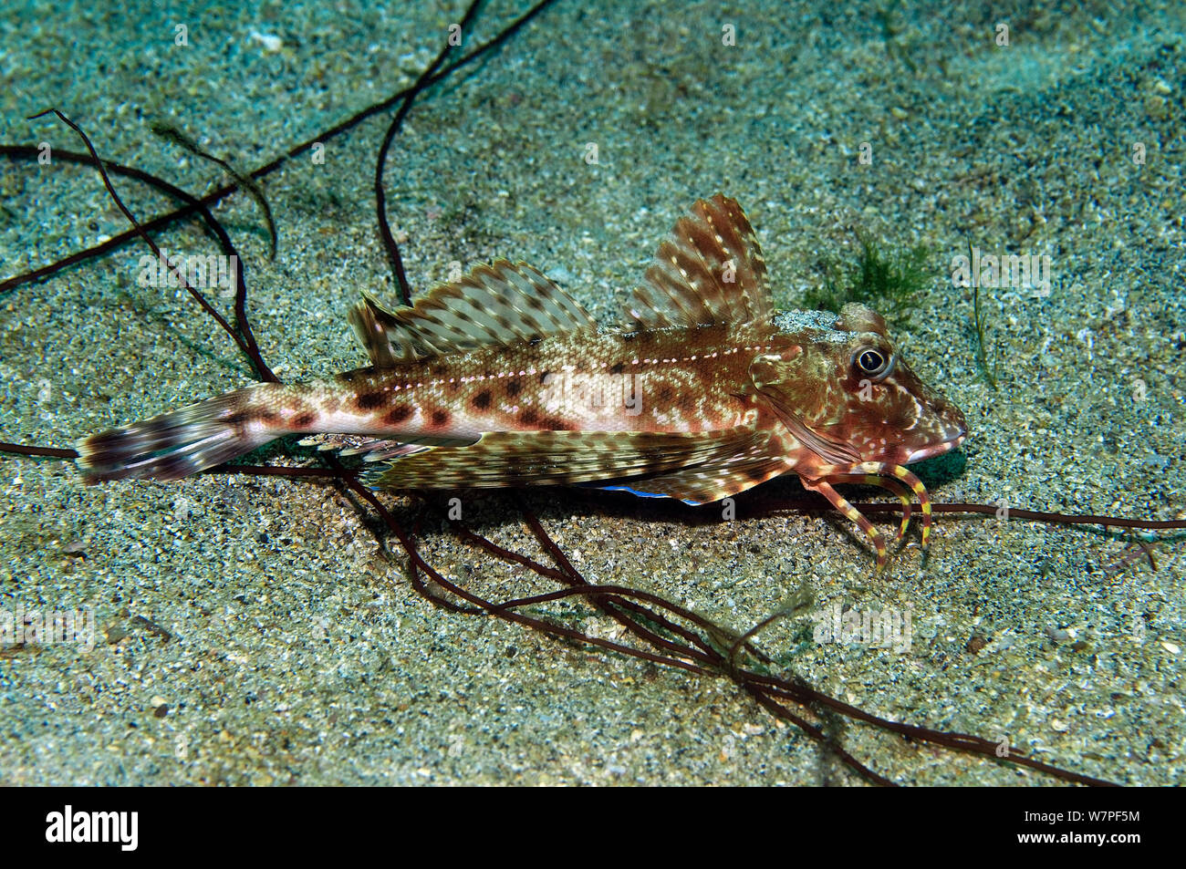 Underwater galapagos islands hi-res stock photography and images - Alamy
