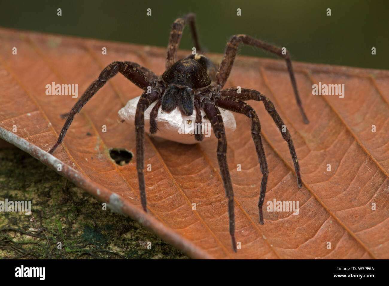 Nursery web spider (Pisauridae) carrying egg sac, tropical rainforest ...