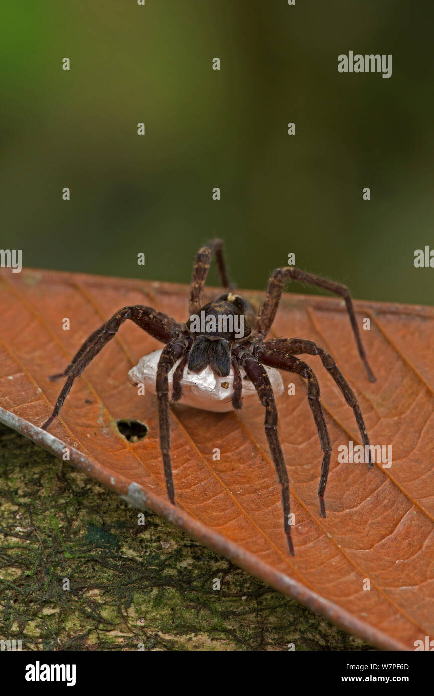 Nursery web spider (Pisauridae) carrying egg sac, tropical rainforest ...