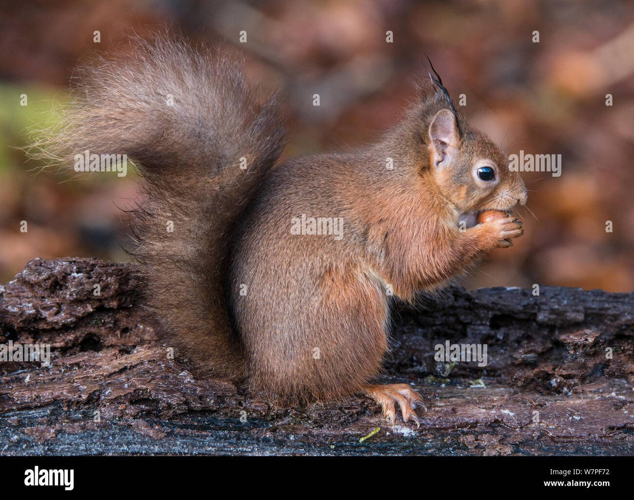 Red Squirrel (Sciurus vulgaris) feeding in profile. Lee Burn ...