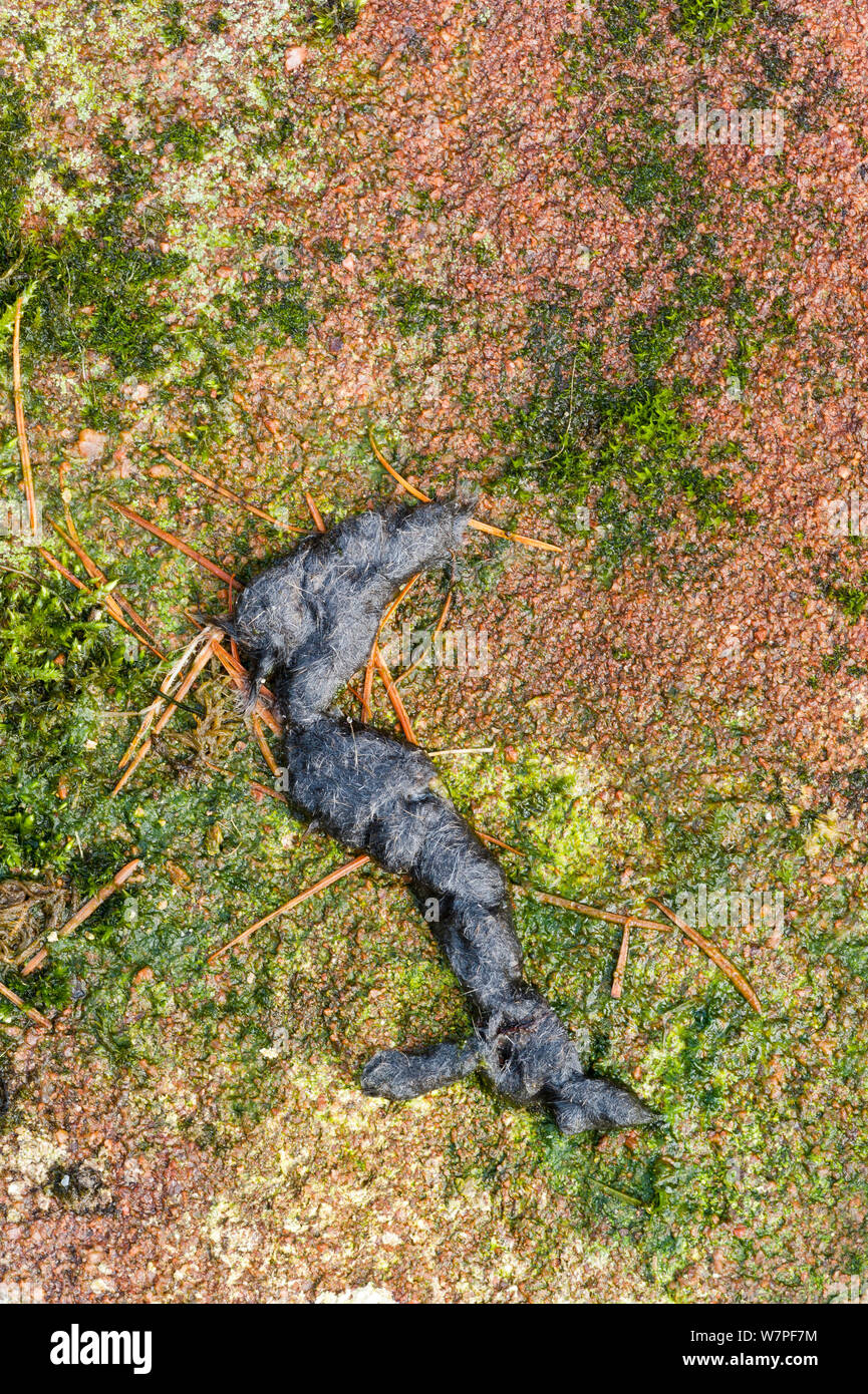 Otter (Lutra lutra) scat. Gannochy, Scotland, February Stock Photo - Alamy