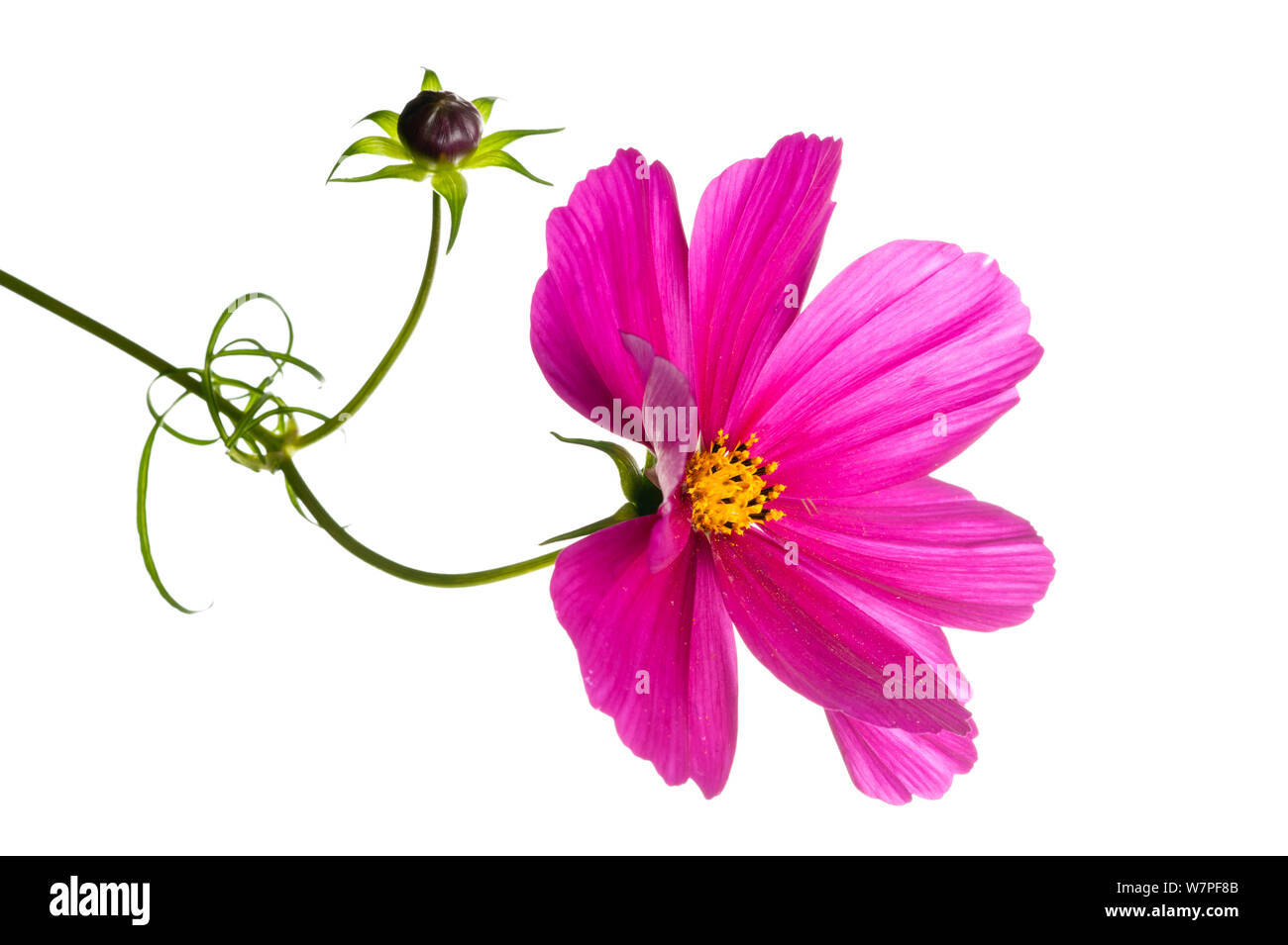 Purple cosmo flower Cut Out Stock Images & Pictures - Alamy