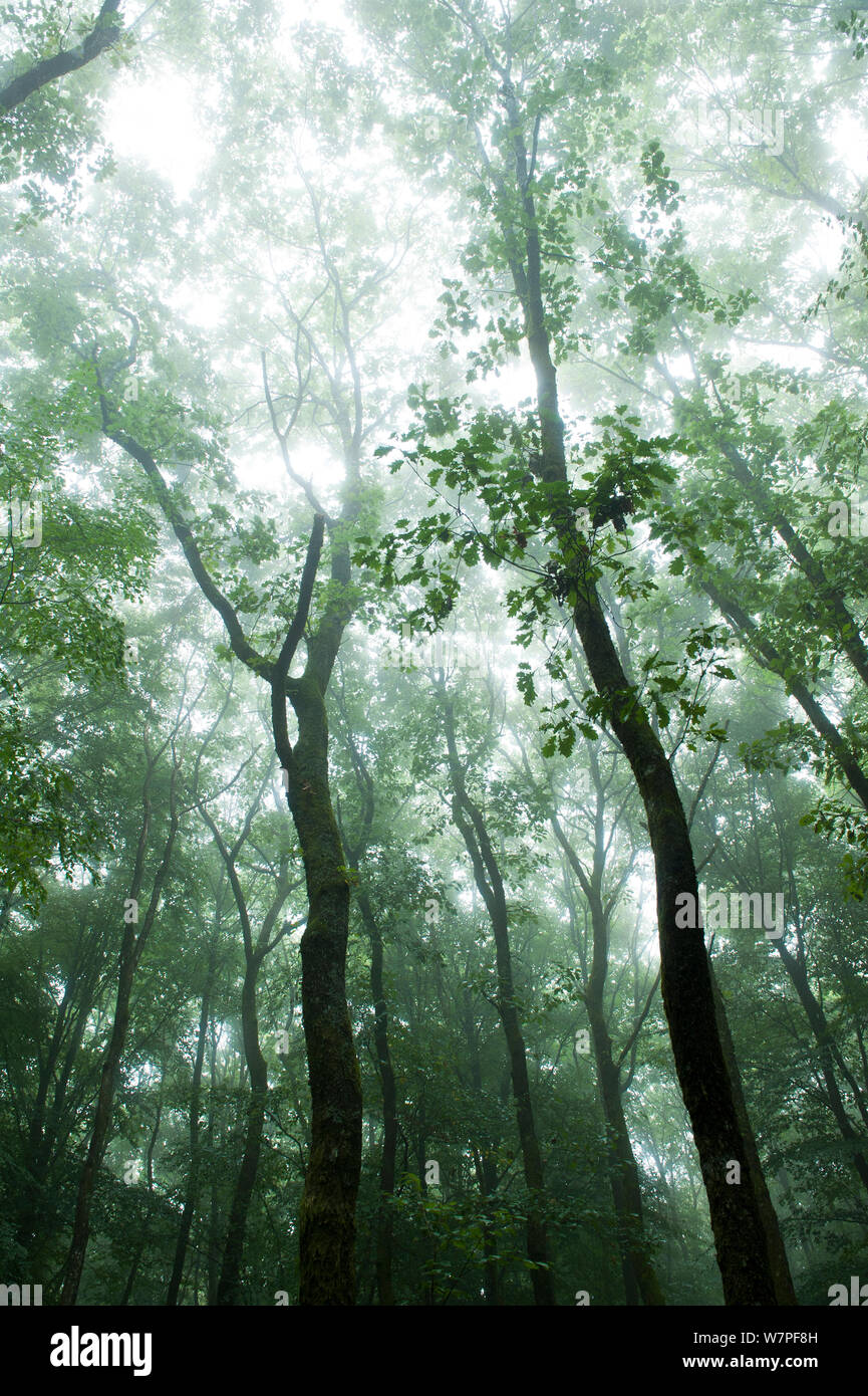 Oak (Quercus) and Beech (Fagus) forest canopy abstract, Morvan, France ...