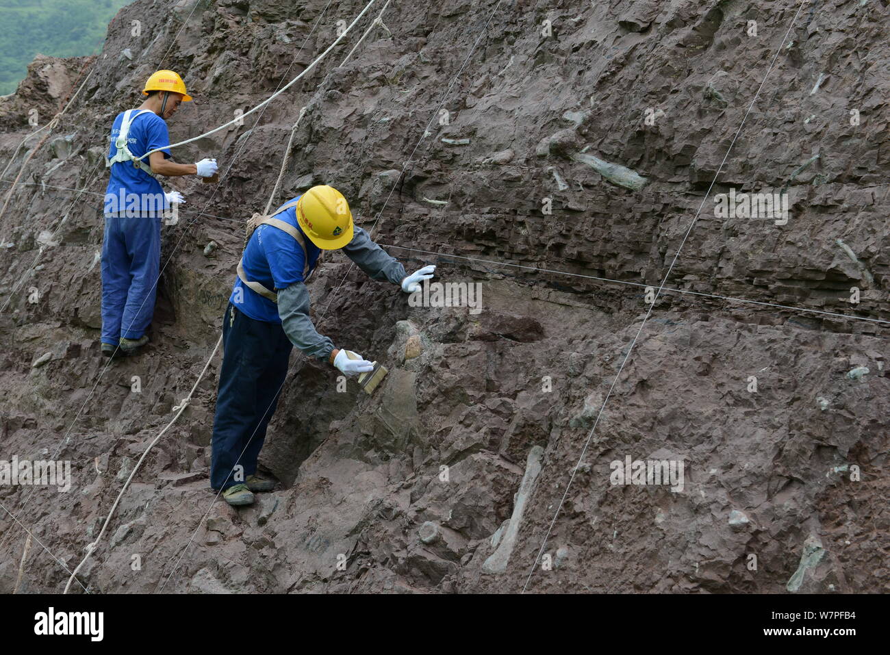 Chinese workers excavate dinosaur fossils concentrated in a wall 150 ...