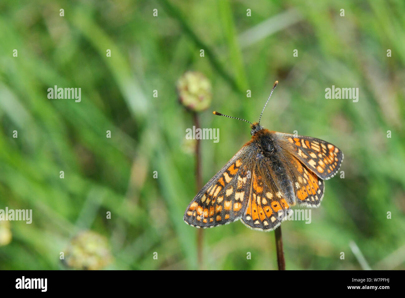 Grassland insects hi-res stock photography and images - Alamy